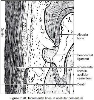 cementum structure (2) l Oral histology & biology MCQs for dental ...