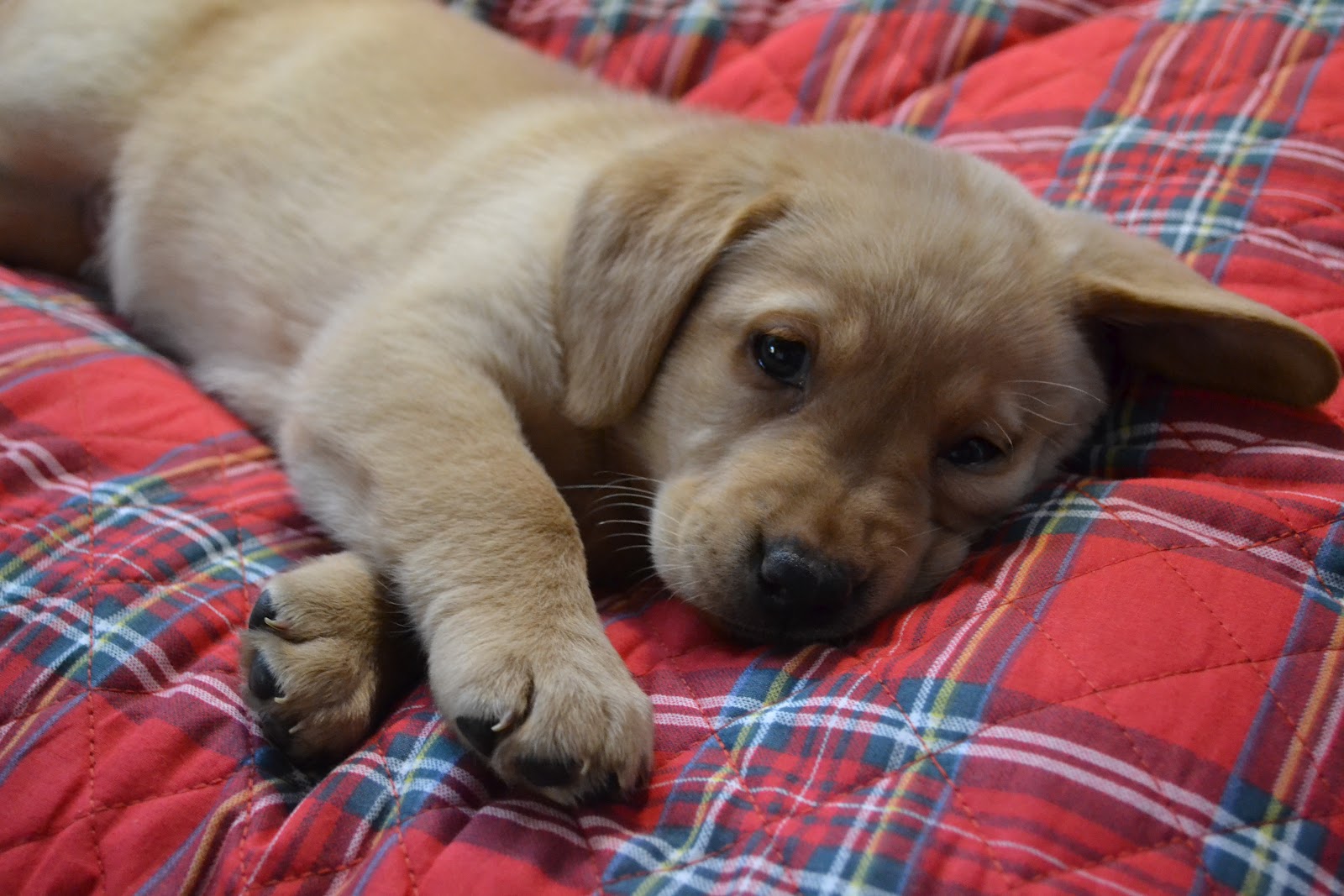 Three Pixie Lane: Puppy Love