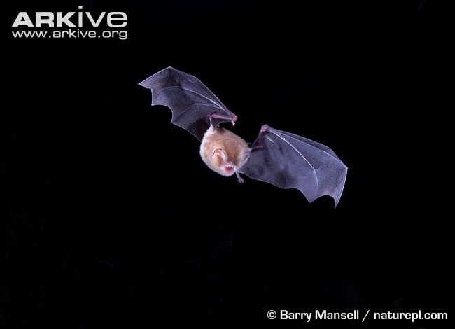 Variety of Life: Natalidae