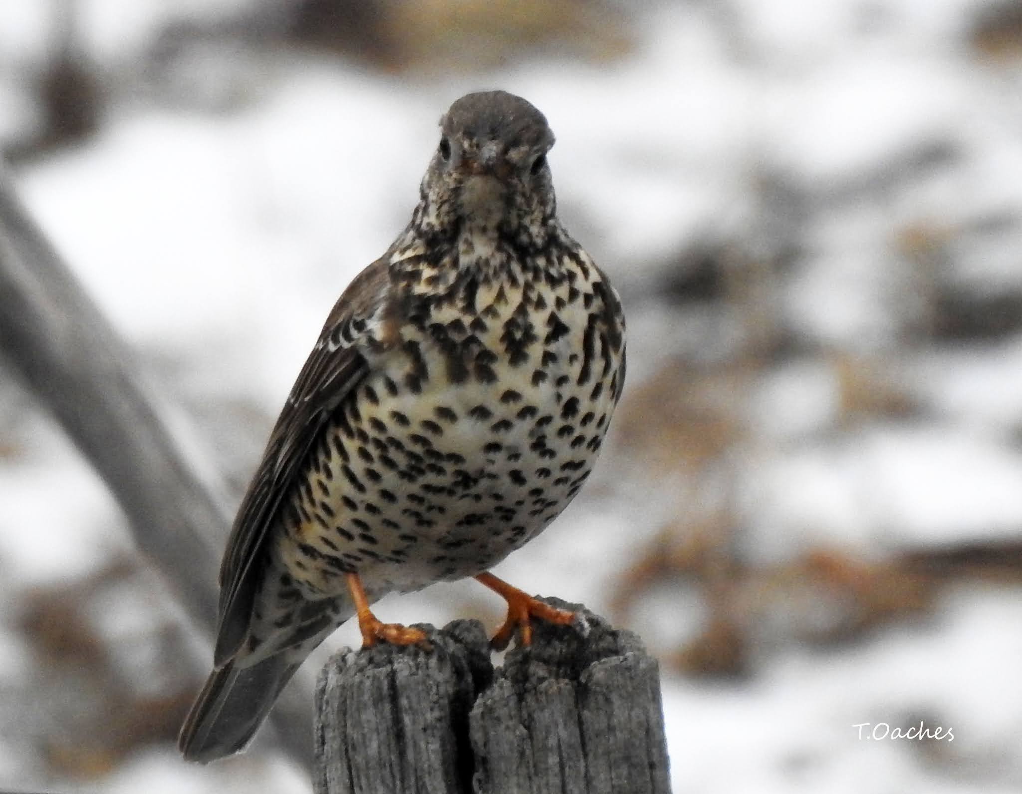PASARI DIN ROMANIA: STURZ DE VASC, Turdus viscivorus