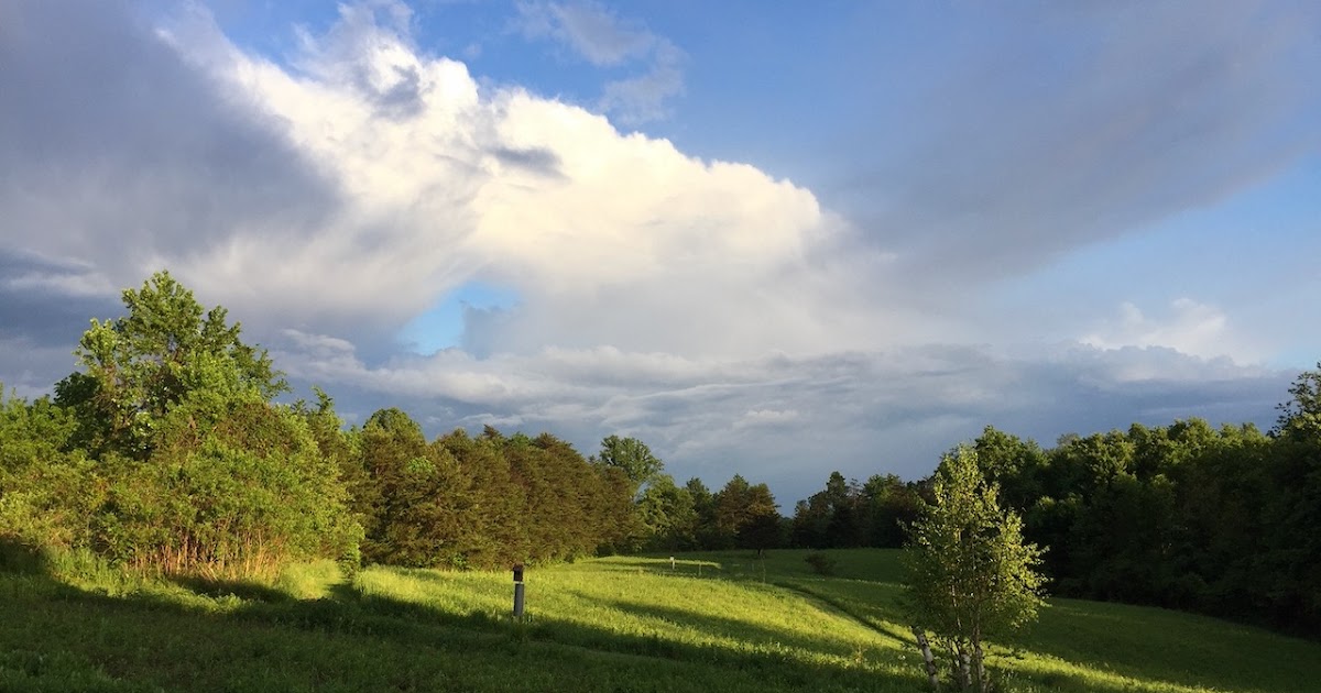 Julie Zickefoose on Blogspot: Zick on Living on Earth! Yes, That Show ...