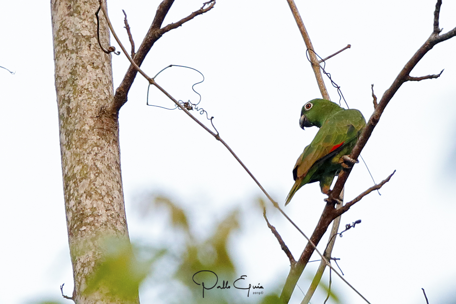 mis fotos de aves: Amazona ochrocephala Amazona Real Yellow-crowned Amazon