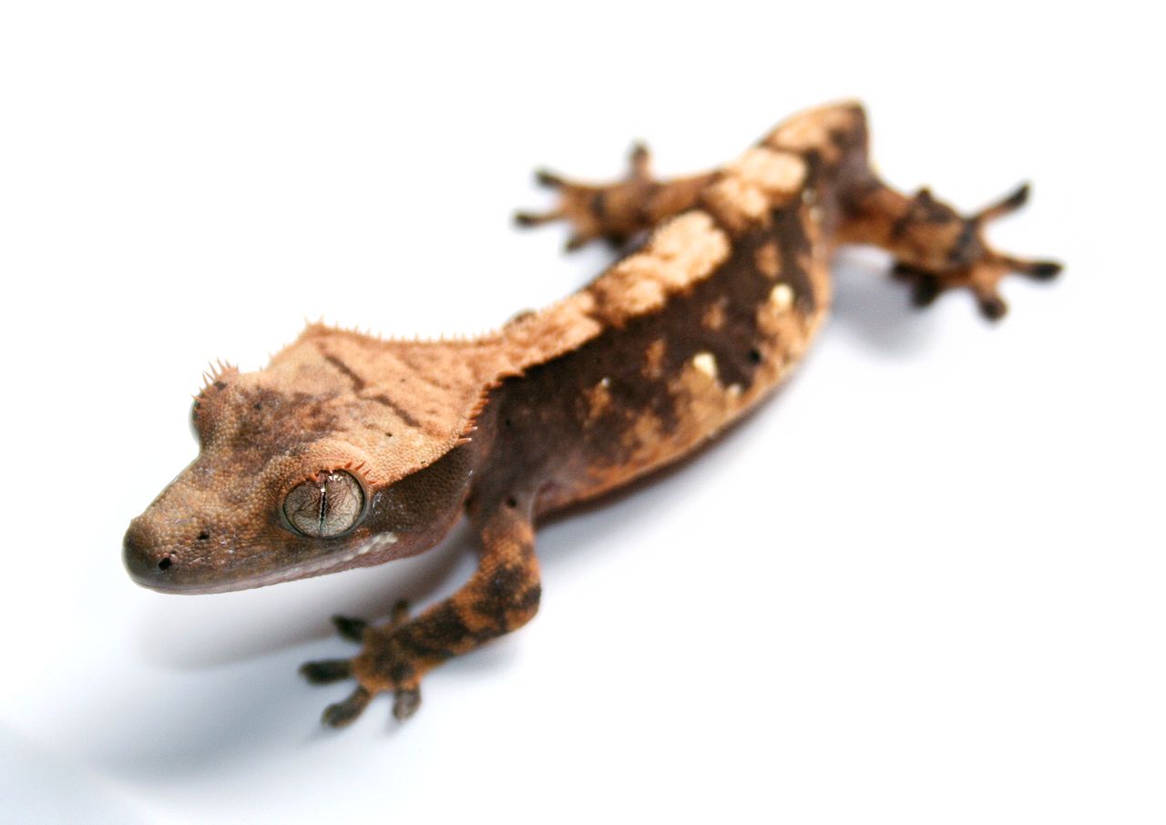 AnimalWorldTR: Crested Geko
