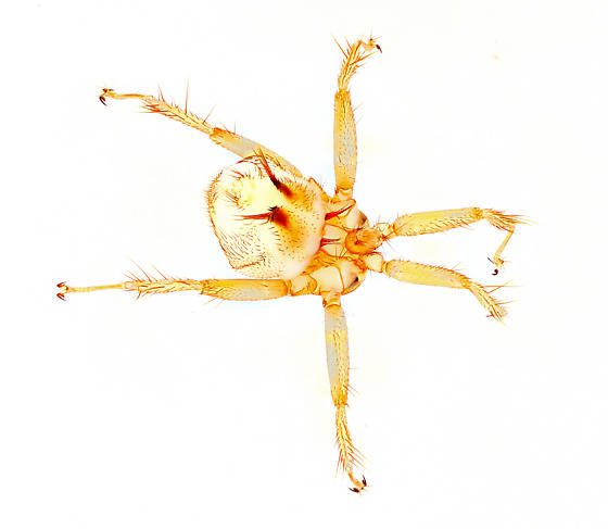 Variety of Life: Nycteribiidae