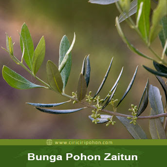 Pohon Zaitun Berusia Ratusan Tahun di Korea Selatan Akhirnya Berbunga ...