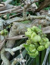 Philippine Native Forest Trees: DAP-DAP or another Erythrina sp.?