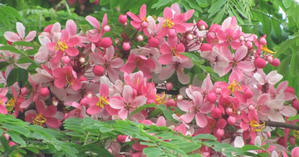 Ciri Ciri Pohon Trengguli Wanggang Di Alam Liar - Ciriciripohon.com