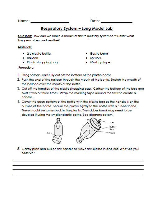 How To Make A Respiratory System Model For Kids