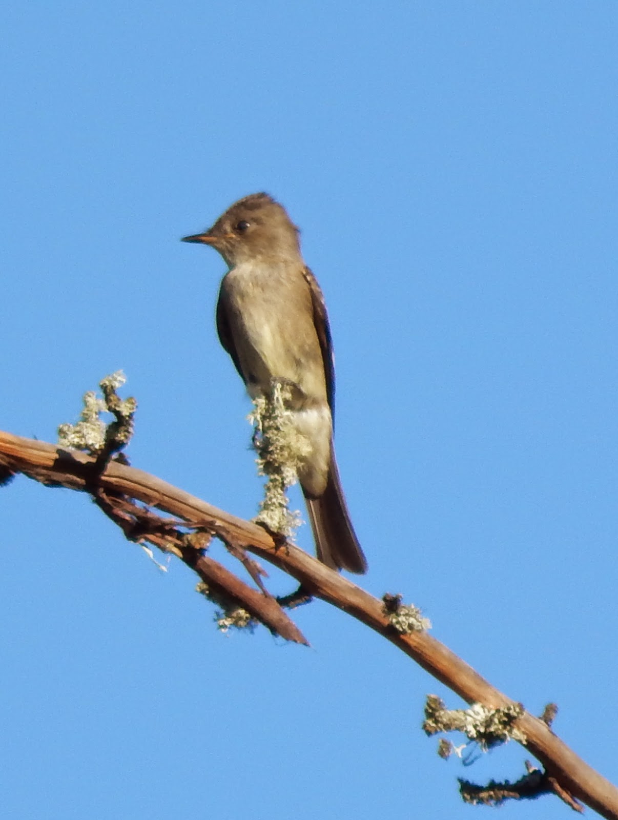 Birds: Western Wood Pewee?