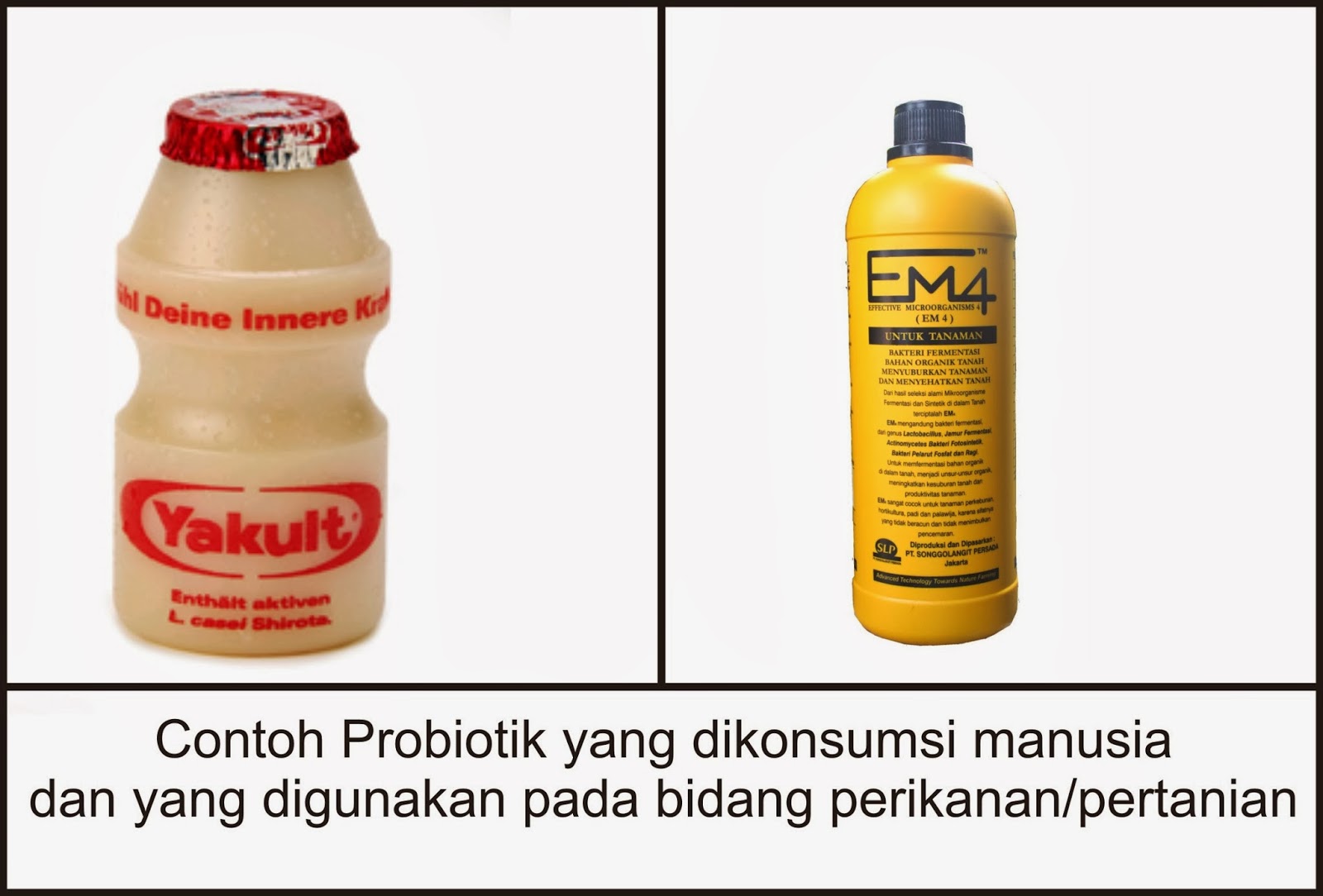 MENGENAL PROBIOTIK