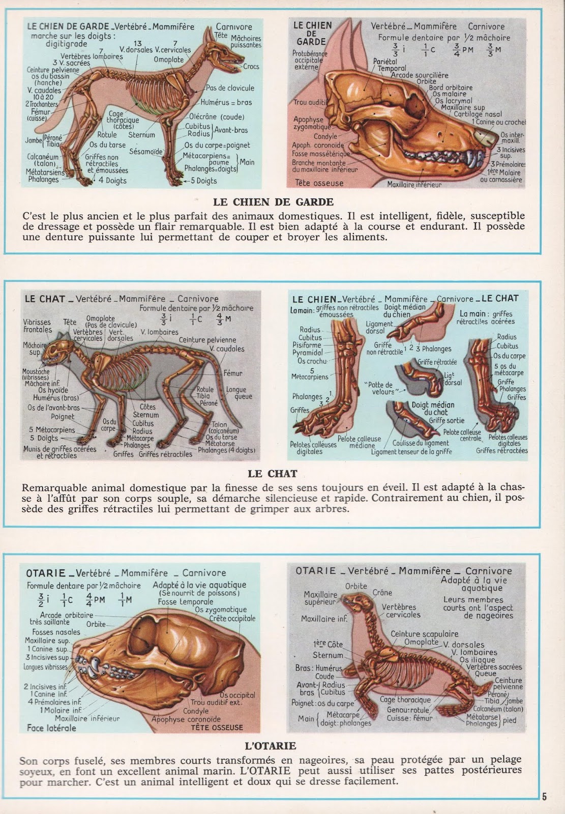 Leçons de choses: Documentation scolaire 116 : Anatomie animale (1972)