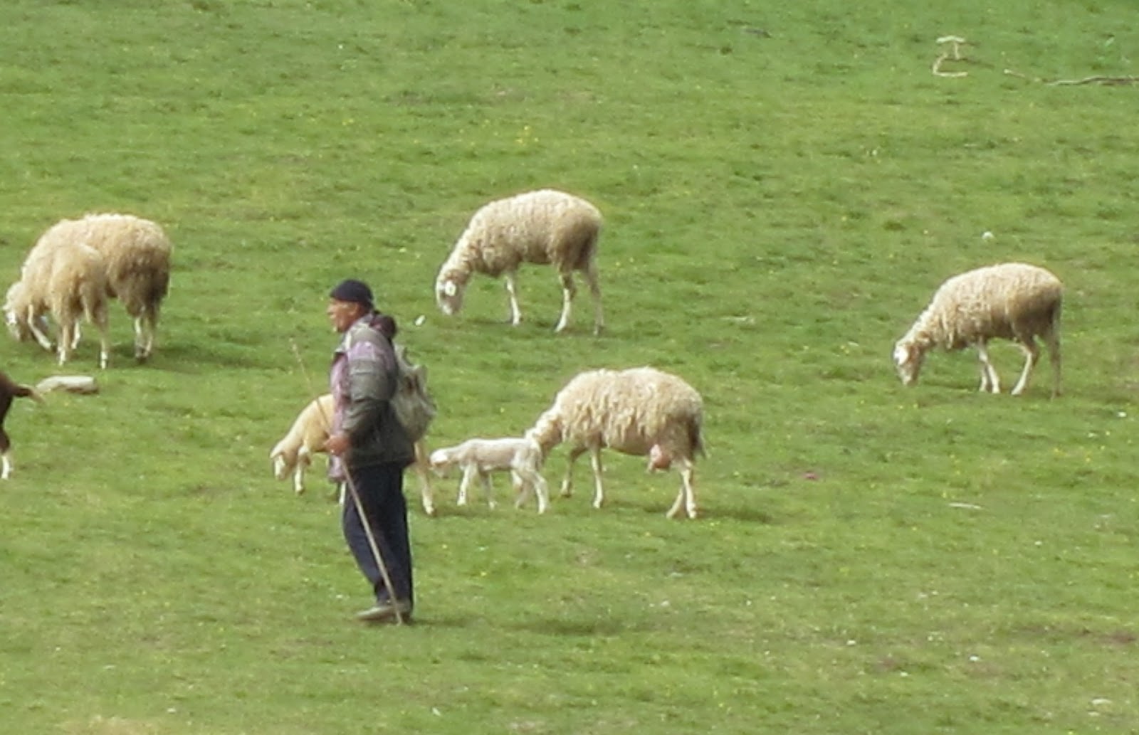 Cannundrums: Sharr Mountain (Kosovo) Sheep Cheese