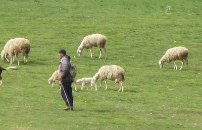 Cannundrums: Sharr Mountain (Kosovo) Sheep Cheese
