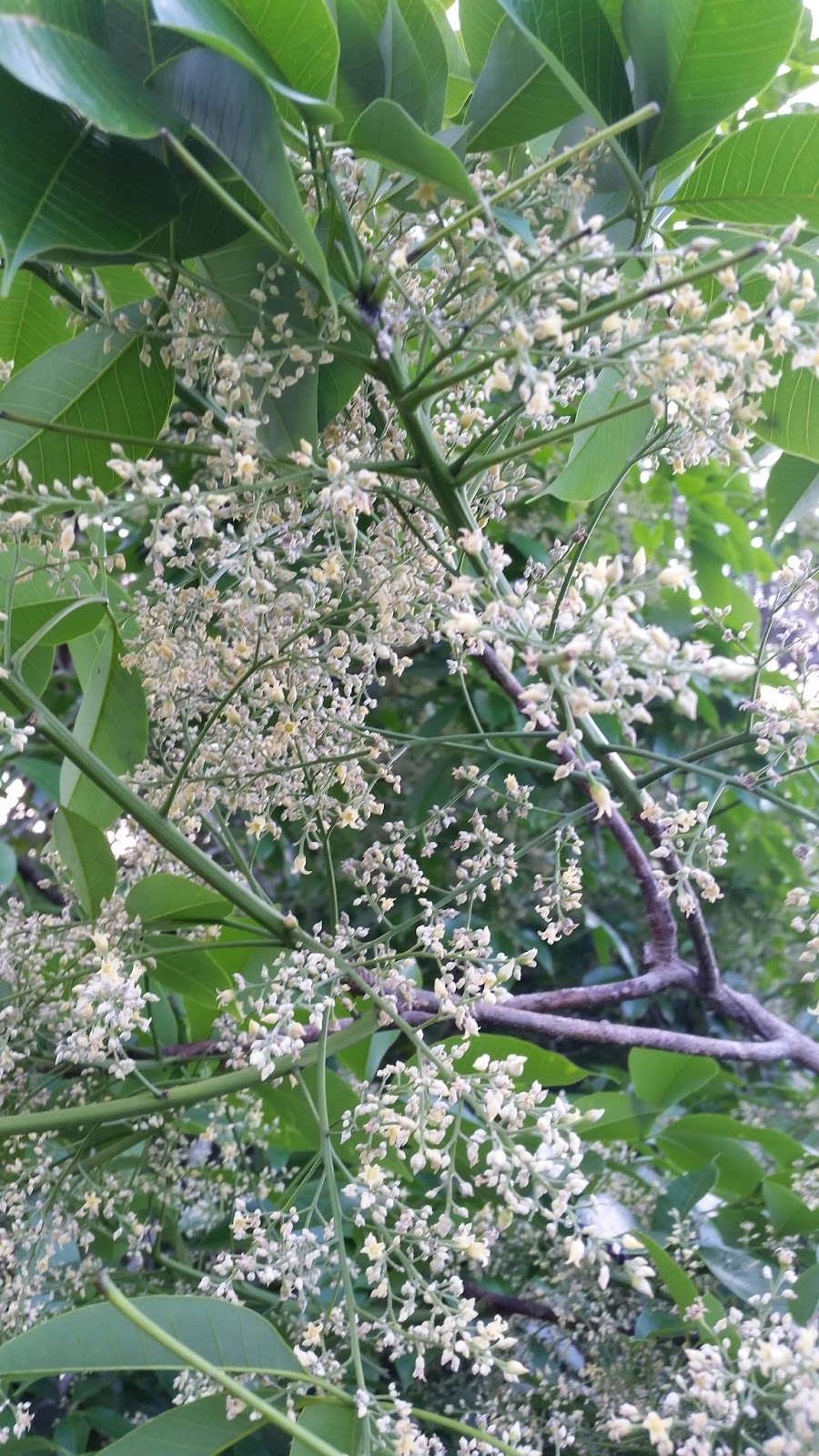 Warisan Petani: WW 78 : Bunga Pokok Getah