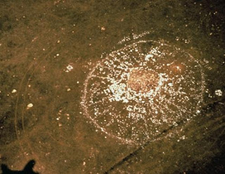 Waking Up on Turtle Island: Iniskim (Buffalo Calling Stones)