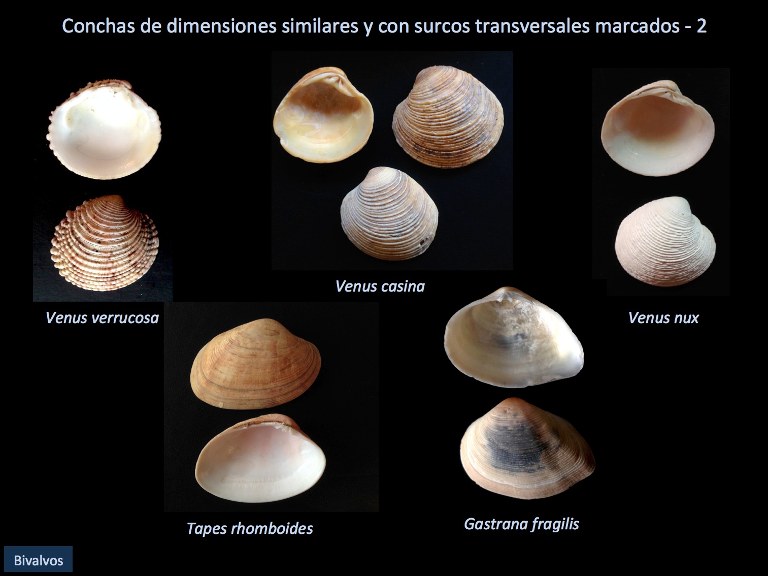 Rafael Microfauna Marina: Bivalvos