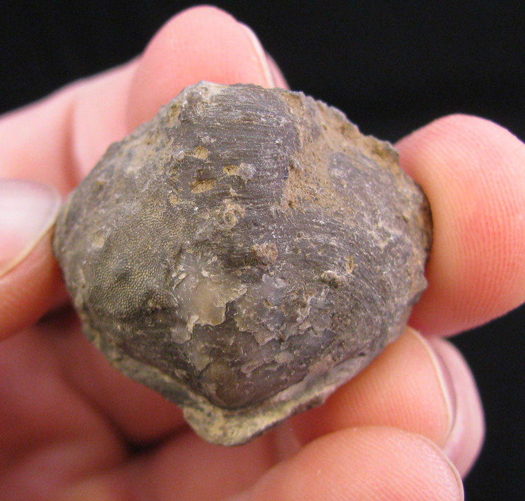 Views of the Mahantango: Athyris tumida brachiopod from Sötenich, Germany