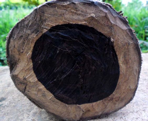 6 Most Expensive Woods For Furniture