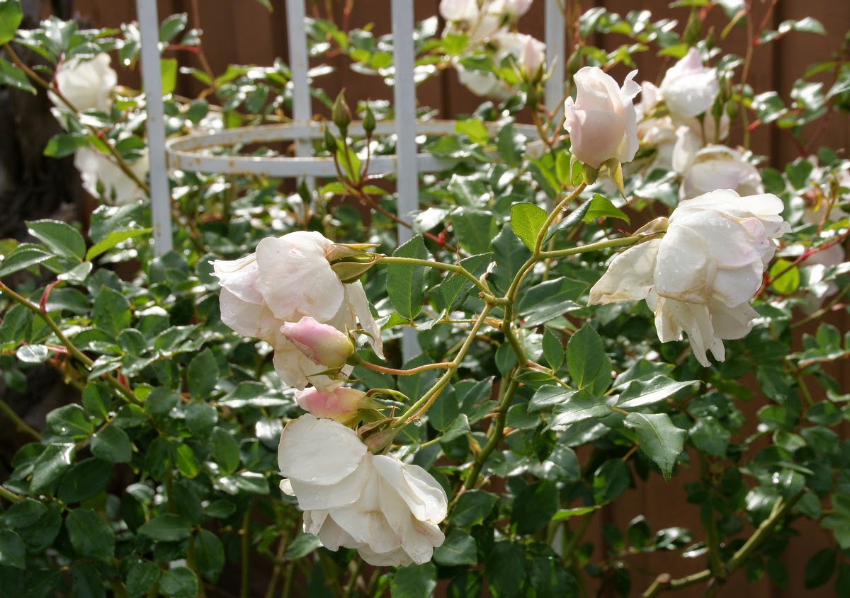 Organic Garden Dreams: Some more from the Rose Spring Flush
