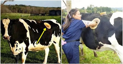 4 Perut Pada Ternak Sapi dan Fungsinya - Rumah Petani