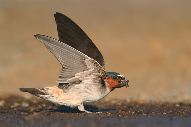 Bev's Nature Blog: Cliff Swallow