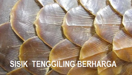 Anim Agro Technology: TENGGILING DAN PERANANNYA