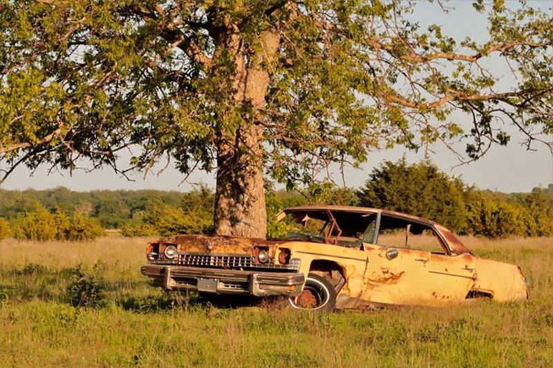 Chingum — Discover Curiosities: Trees Growing in Cars