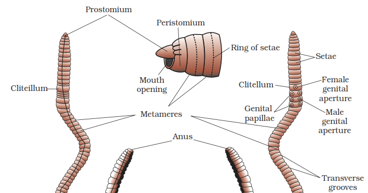 Organ and Organ System, Earthworm