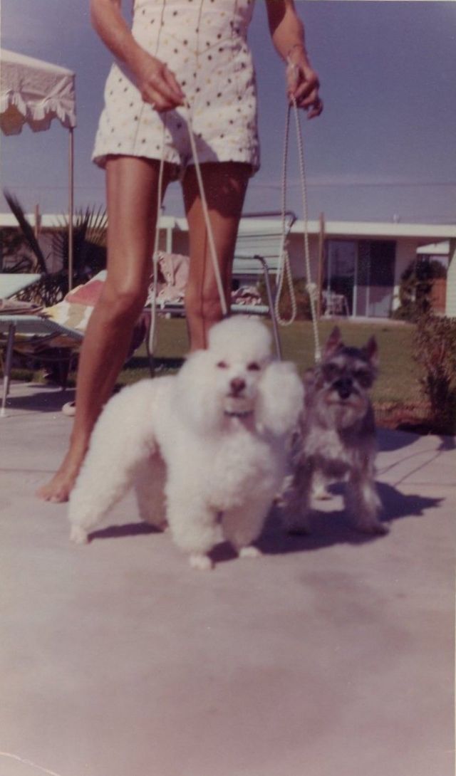 40 Cool Photos Capture People With Their Poodles in the 1950s and ’60s ...