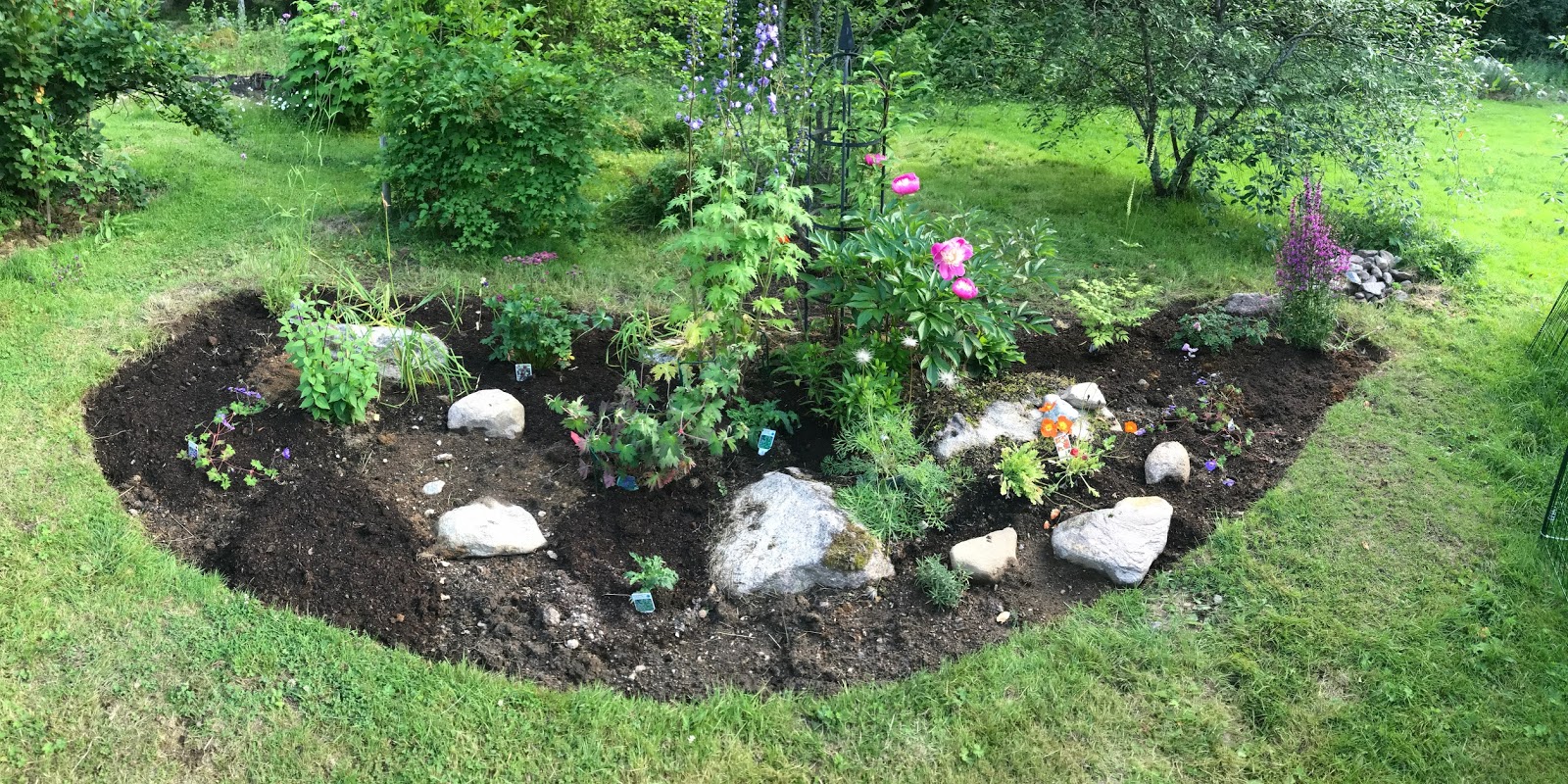 lagers tabberas: Ny perenn rabatt och en häck av aronia