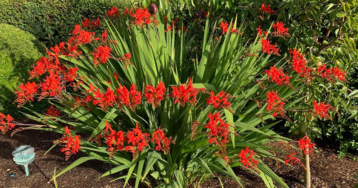 Shoreline Area News: Photo: Lucifer flowers