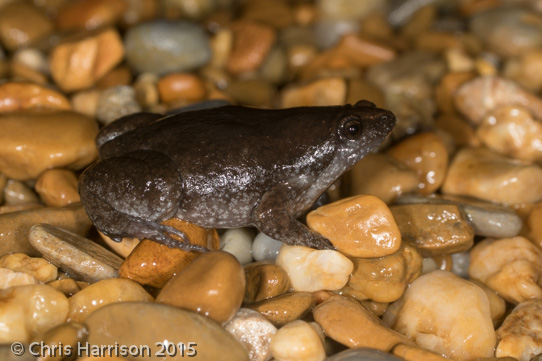 Frog Blog: Eastern Narrow-mouthed ToadGastrophryne carolinensis