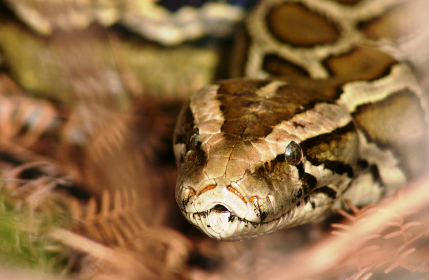 Animal You: Burmese Python