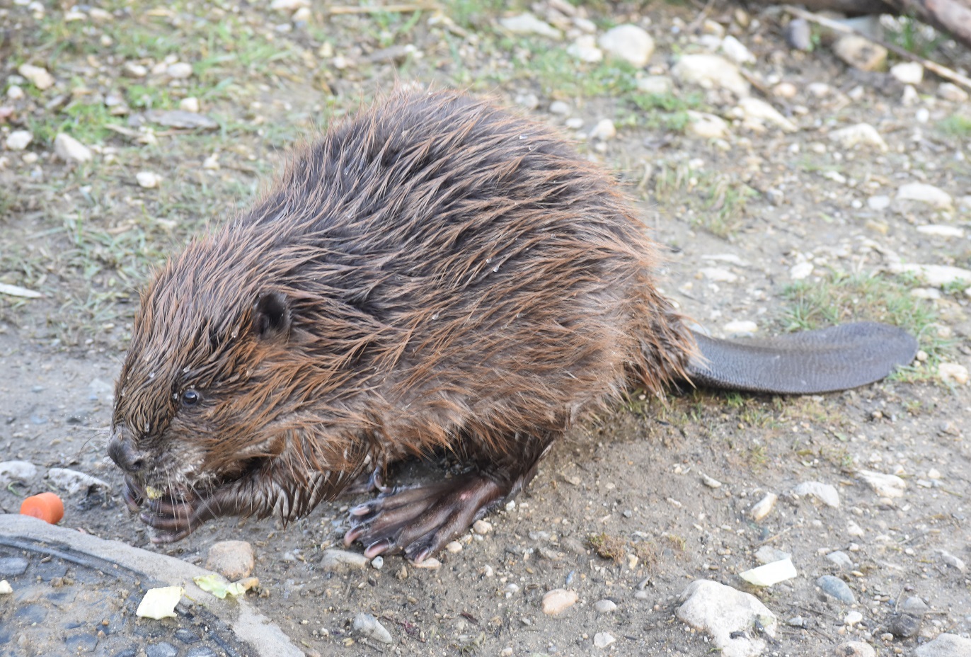 ZOOTOGRAFIANDO (6.100 ANIMALS): CASTOR EUROPEO / EURASIAN BEAVER ...