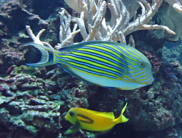 Jolene Beads: The Aquariums at Regents Park Zoo, London