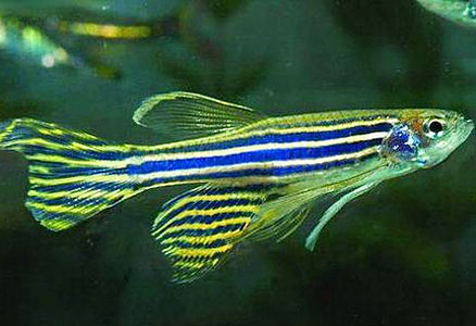 Zebrafish - Fishes World - HD Images & Free Photos