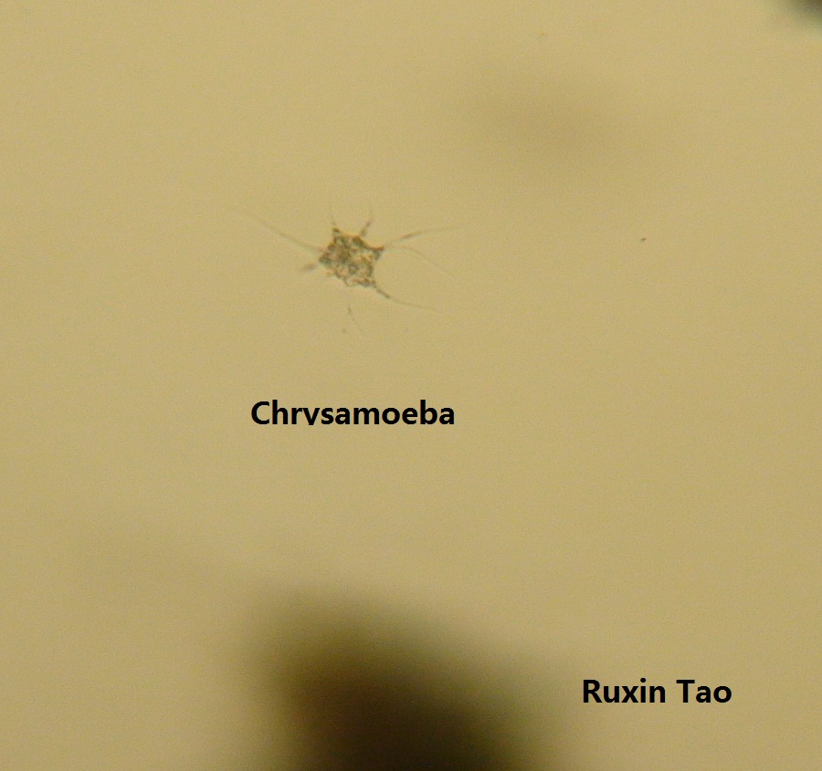 Bio111 Botany 2012 fall term project