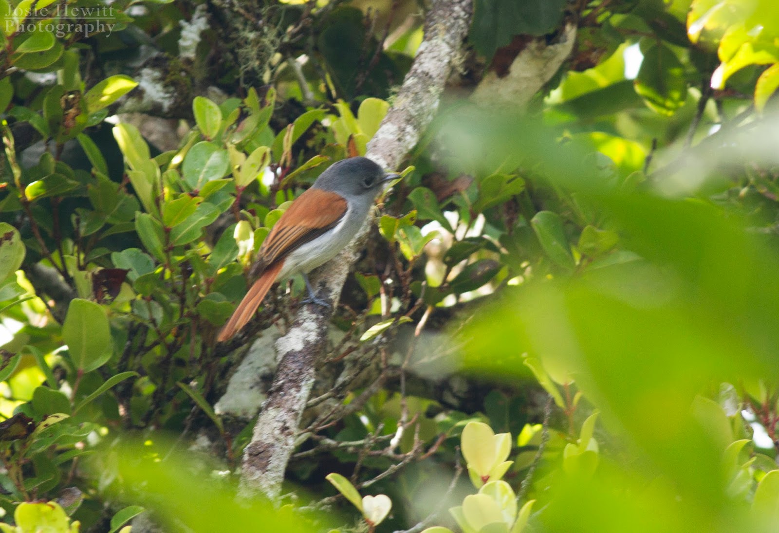 Blog | Josie Hewitt Photography: Mauritius: The Birds