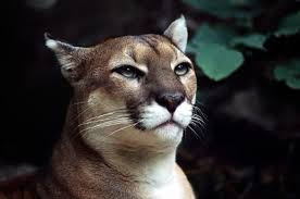 flora y fauna de queretaro: fauna