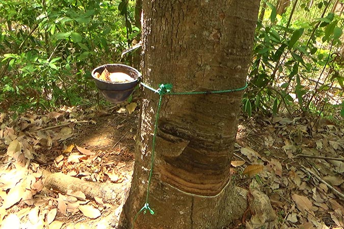 Rubber tree (Hevea brasiliensis)