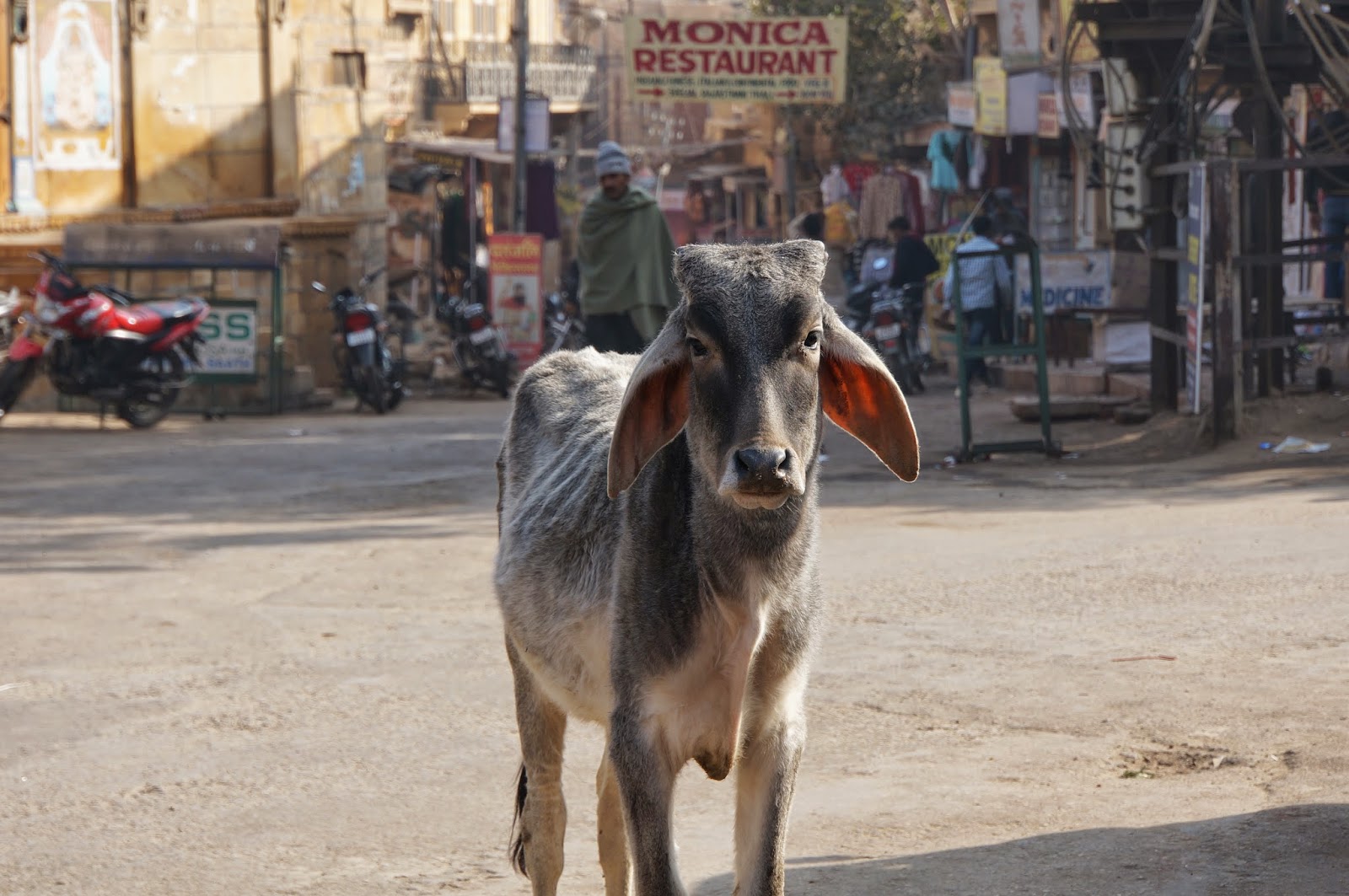 Tyler's Travel Blog: #10) Roaming through Rajasthan