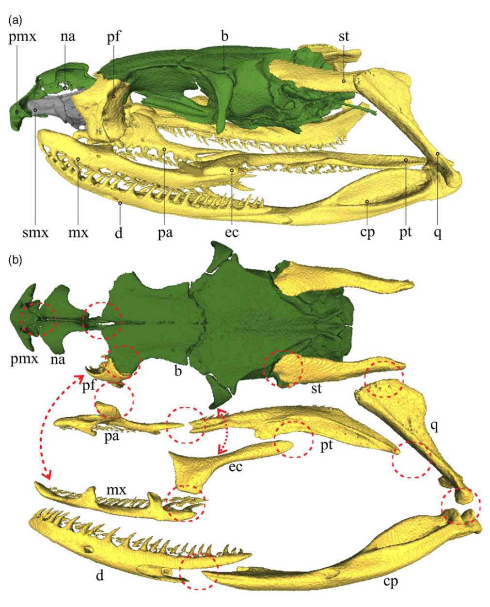 Life is short, but snakes are long: Basics of snake skulls