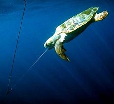 Cal Poly BIO 502: Living Life at Sea: Diving Physiology in Marine Turtles