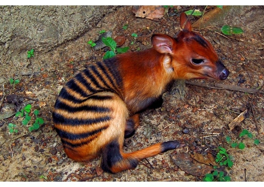 Los animales y su entorno: DUIKER CEBRADO