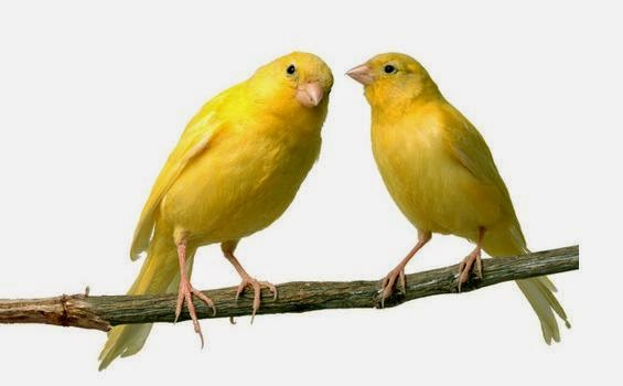 Mengenal Persilangan Kenari Besar Keturunan