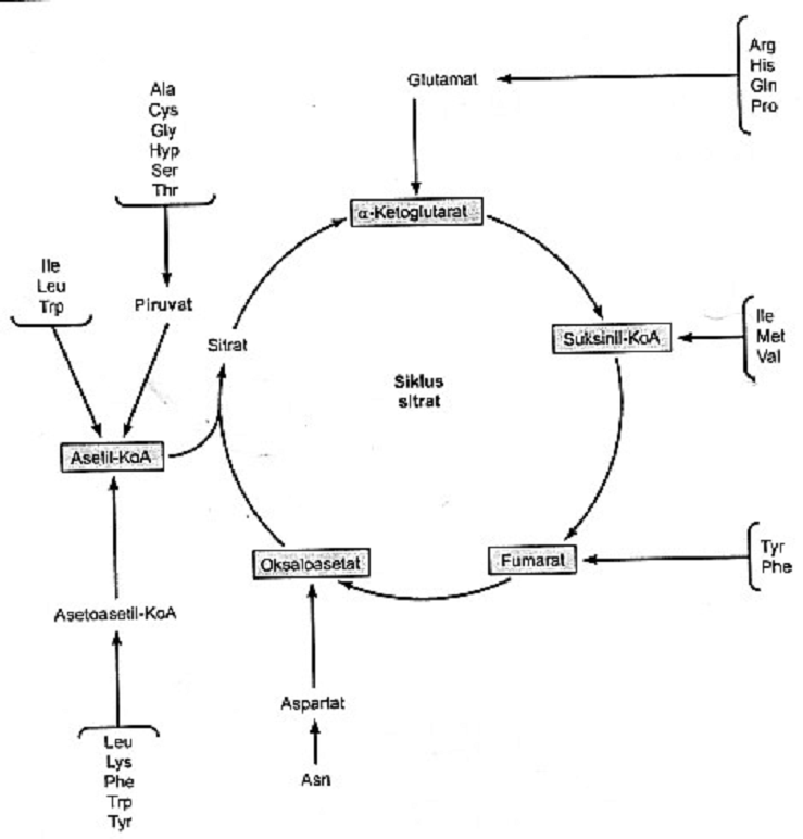 Metabolisme Karbohidrat ~ Advanced Insight