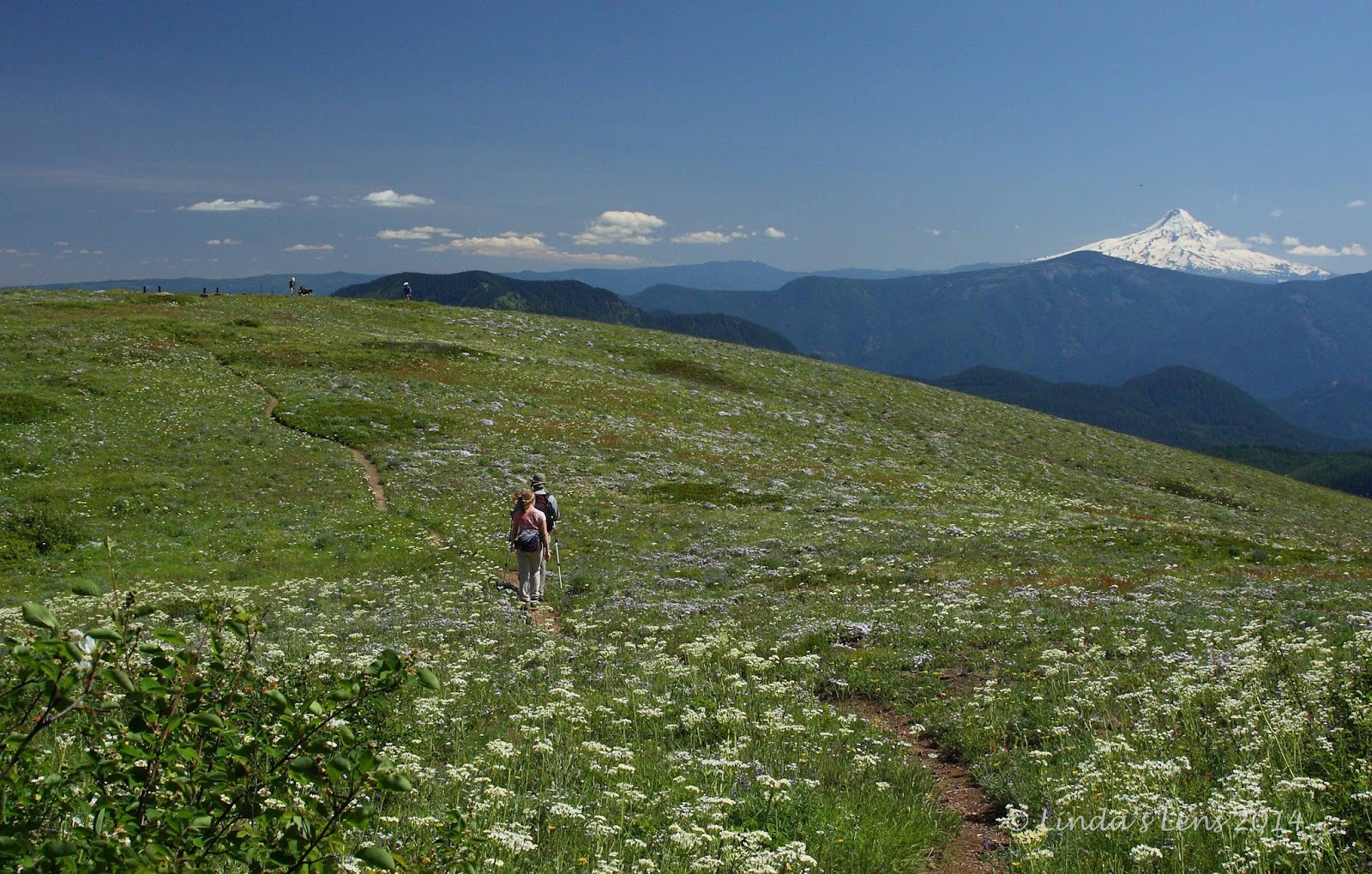 Linda's Lens: Grassy Knoll