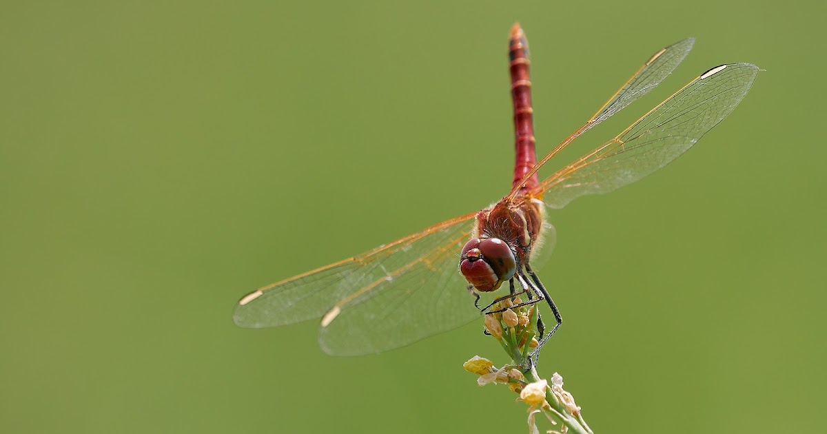 Dragonfly Attack Angle