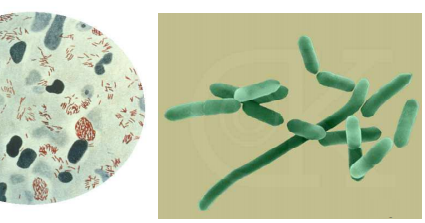 học Y: thuốc điều trị phong (official)