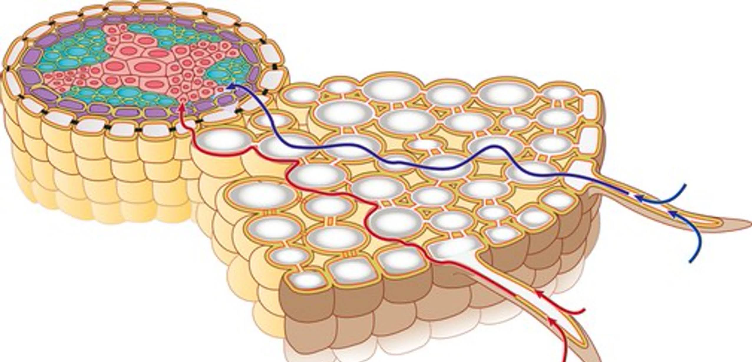 Xylem and phloem. biological structure scheme of inner vascular in ...